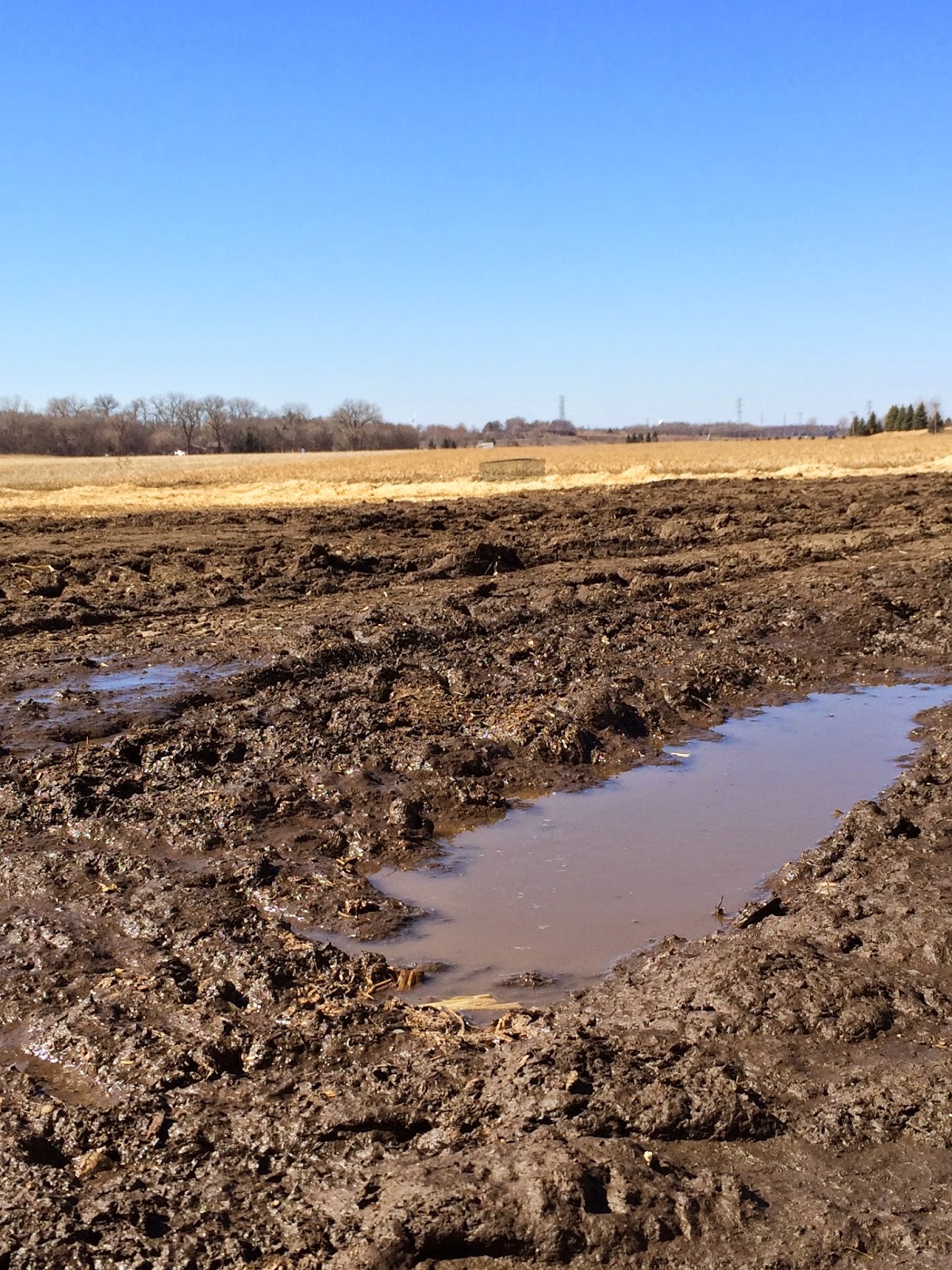 My Barnyard View : Mud, A Sure Sign Of Spring