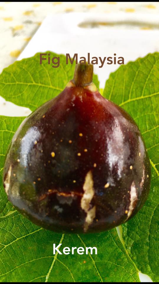 Kerem Fig - Var Tin