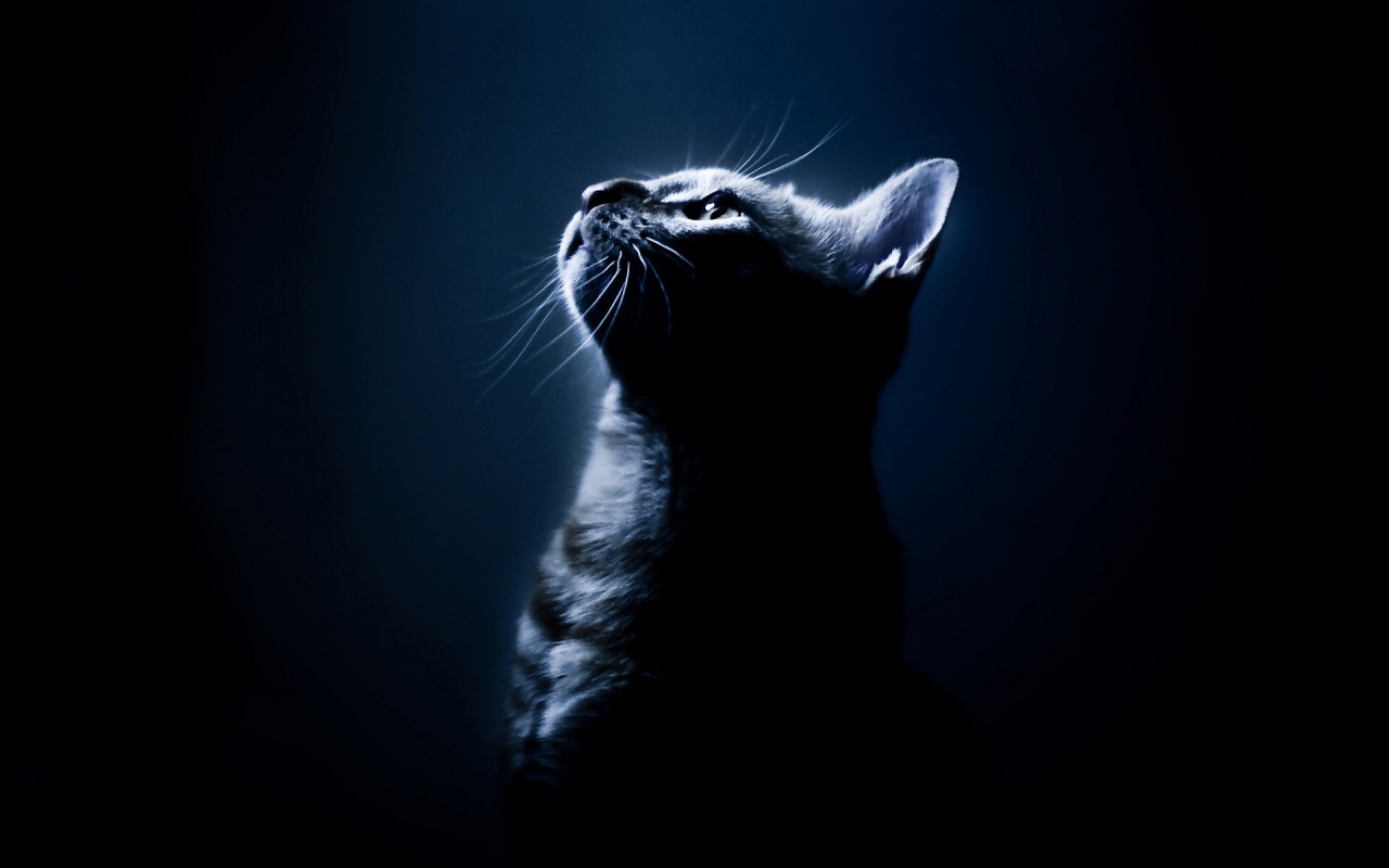 Cat | Super HD Wallpapers