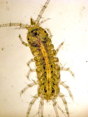 CABINET OF CURIOSITIES: Water Hog-louse