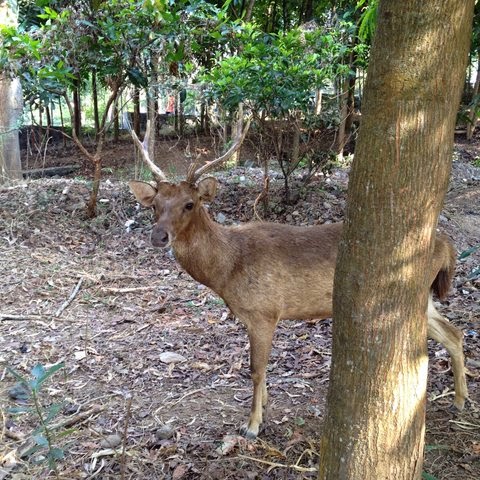 Bincang Kampus Semarang: Wisata Gratis di Taman Rusa Undip