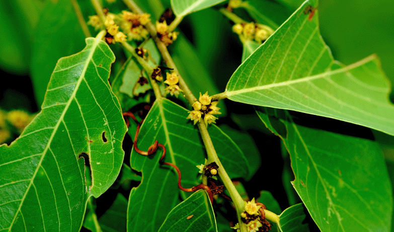 Mulluvenga,Mullu venga, Kaini, Mullankaini, Mukkaini-v-ve- (Bridelia ...