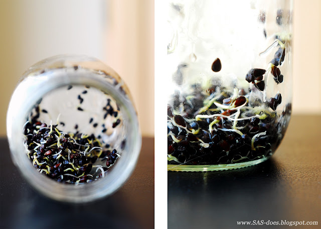 Sprouting 101 | SAS does ...: Sprouting 101