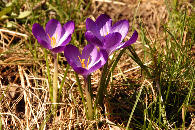 The Nature of Framingham: First Flowers of Spring 2012