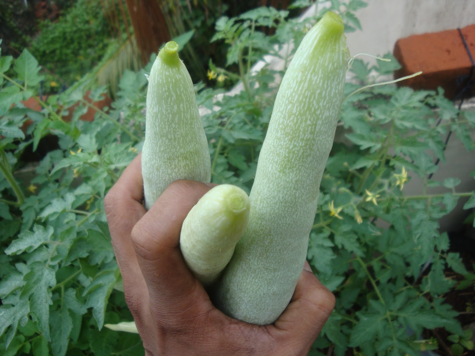 Organic micro farm and vegetable terrace garden : Snake Gourd Plantation