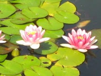 Página de curiosidades y más: Las plantas hidrofitas