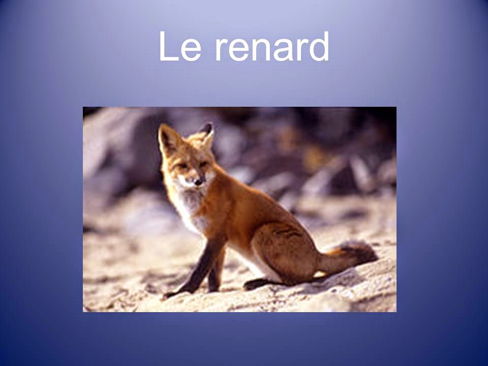 Classe de CM2. École Saint Louis des Français.