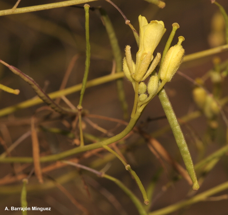 Naturaleza Viva: Diplotaxis harra (Forssk.) Boiss. subsp. lagascana (DC ...