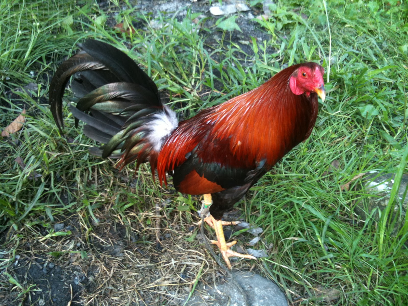 Wb8b@Cirj GameFarm: New Sweater Kelso Cross