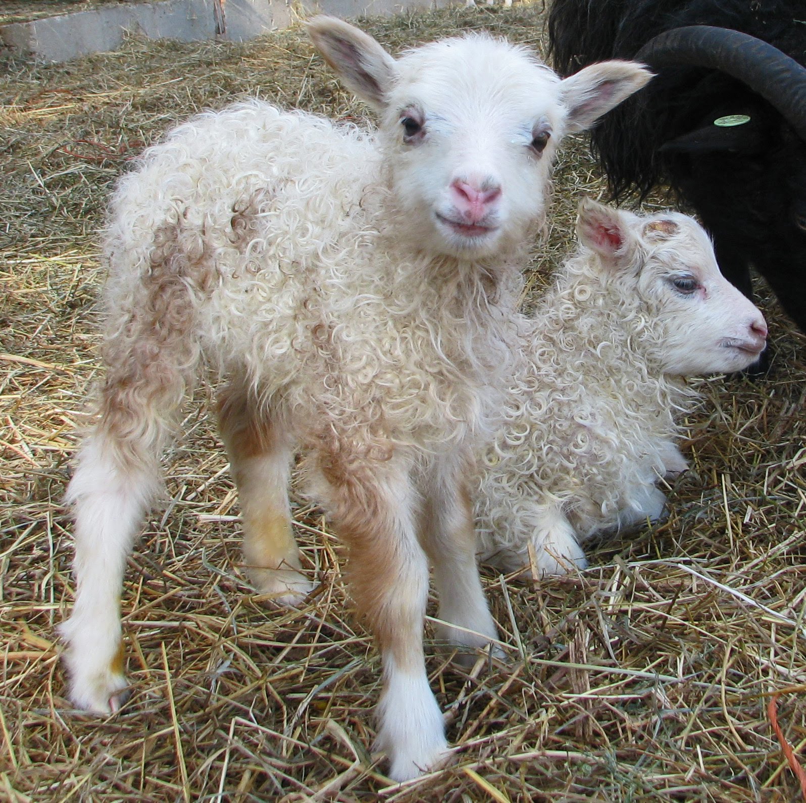 Red Brick Road Farm Icelandic Sheep & Wool: Happy Icelandic Lambs!