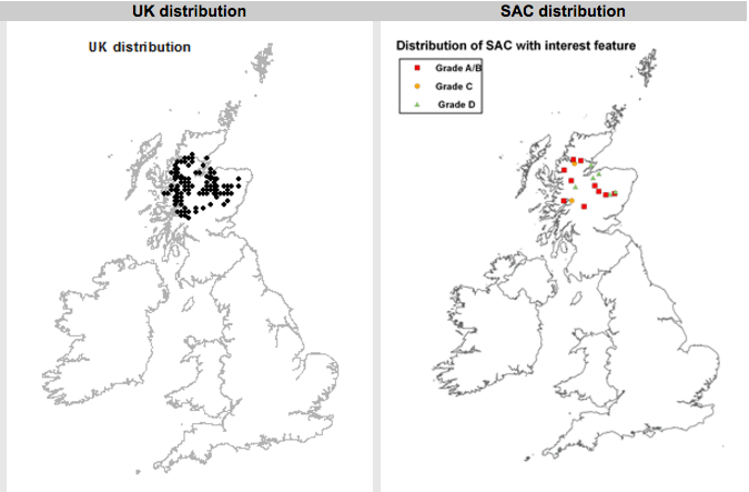 8th Colour Landscape Photography: Native Pinewoods of Scotland