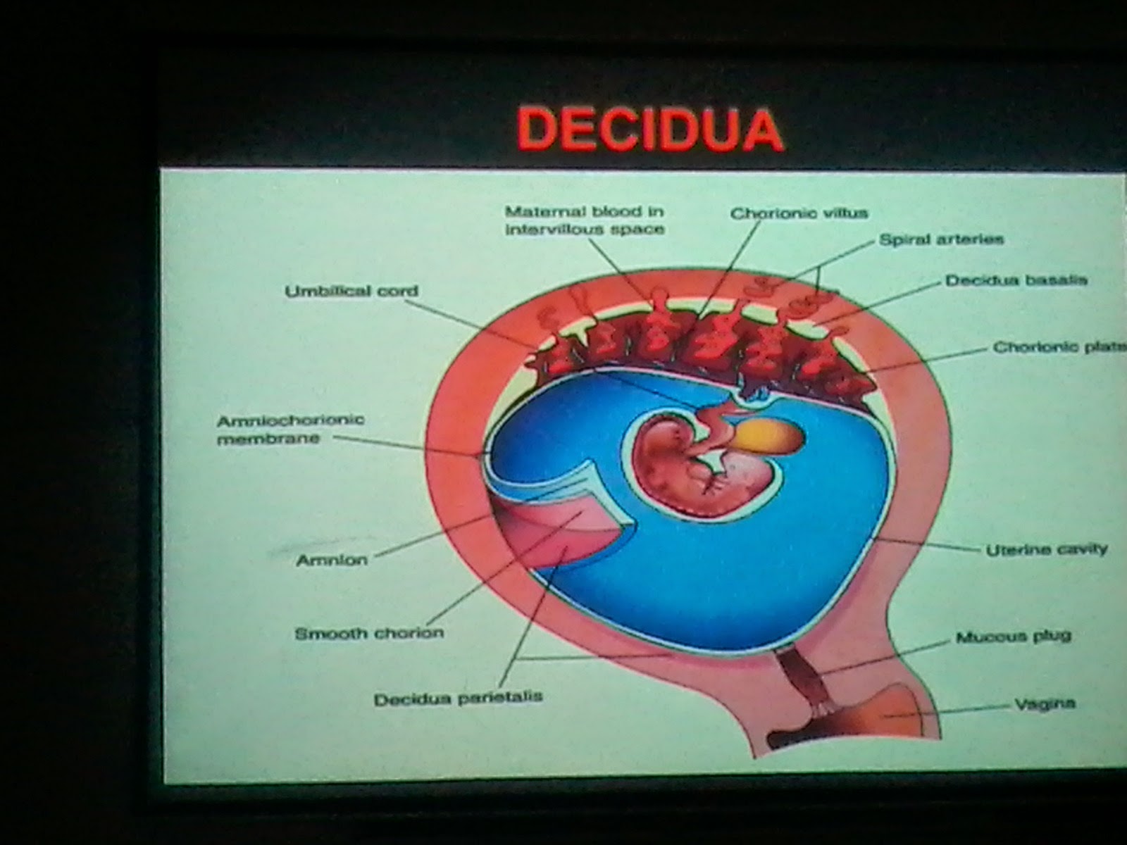 Lecture slides: Gynae obs: placenta and membranes