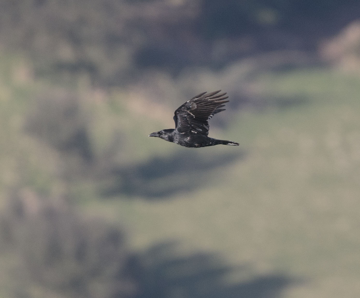 pewit: croaking Raven