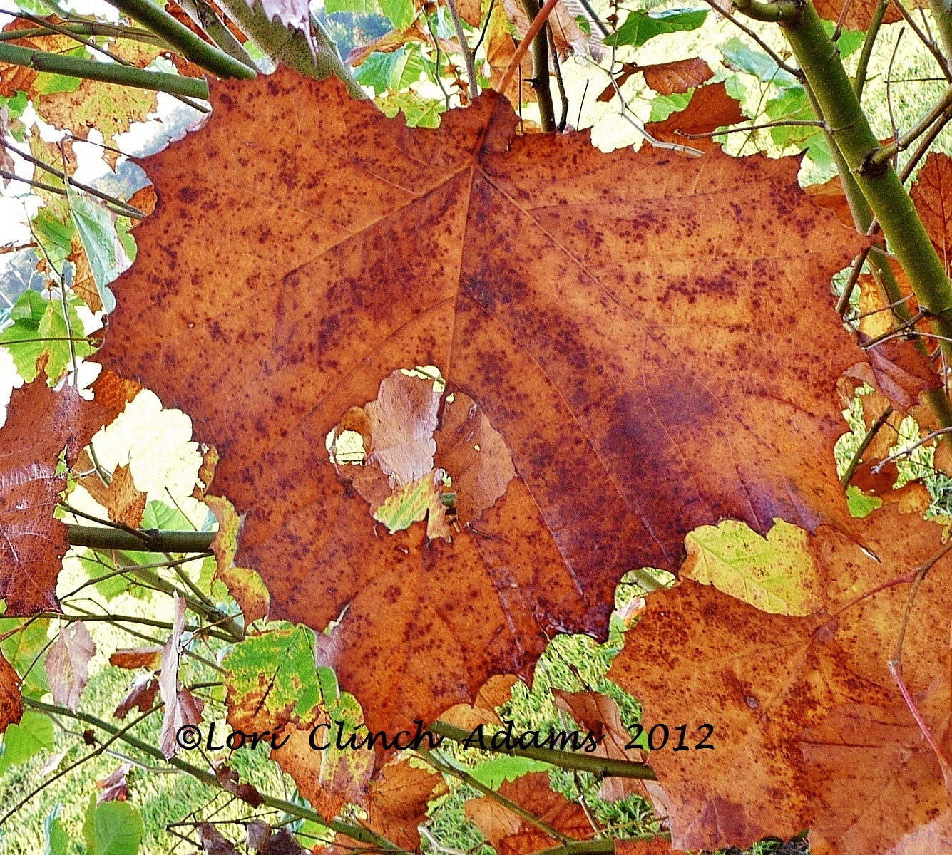 Polk County Florida Parks and Trails: A Glimpse of Autumn At Simmers ...