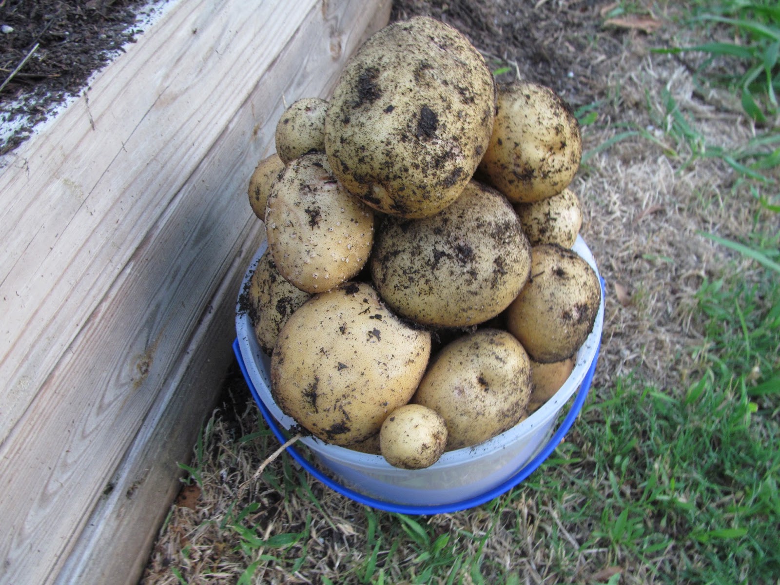 Tales Of A Needle And Thread: POTATOES .... POTATOES ... AND MORE ...