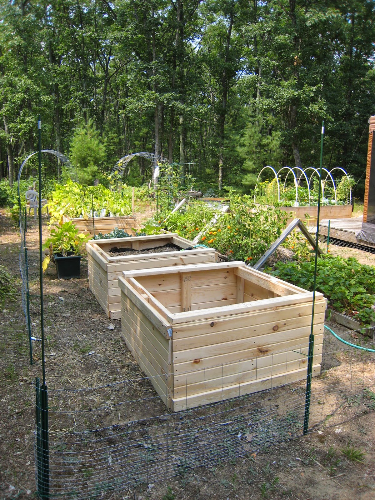 MadCityMike's Blog: "New Additions to the Garden......"