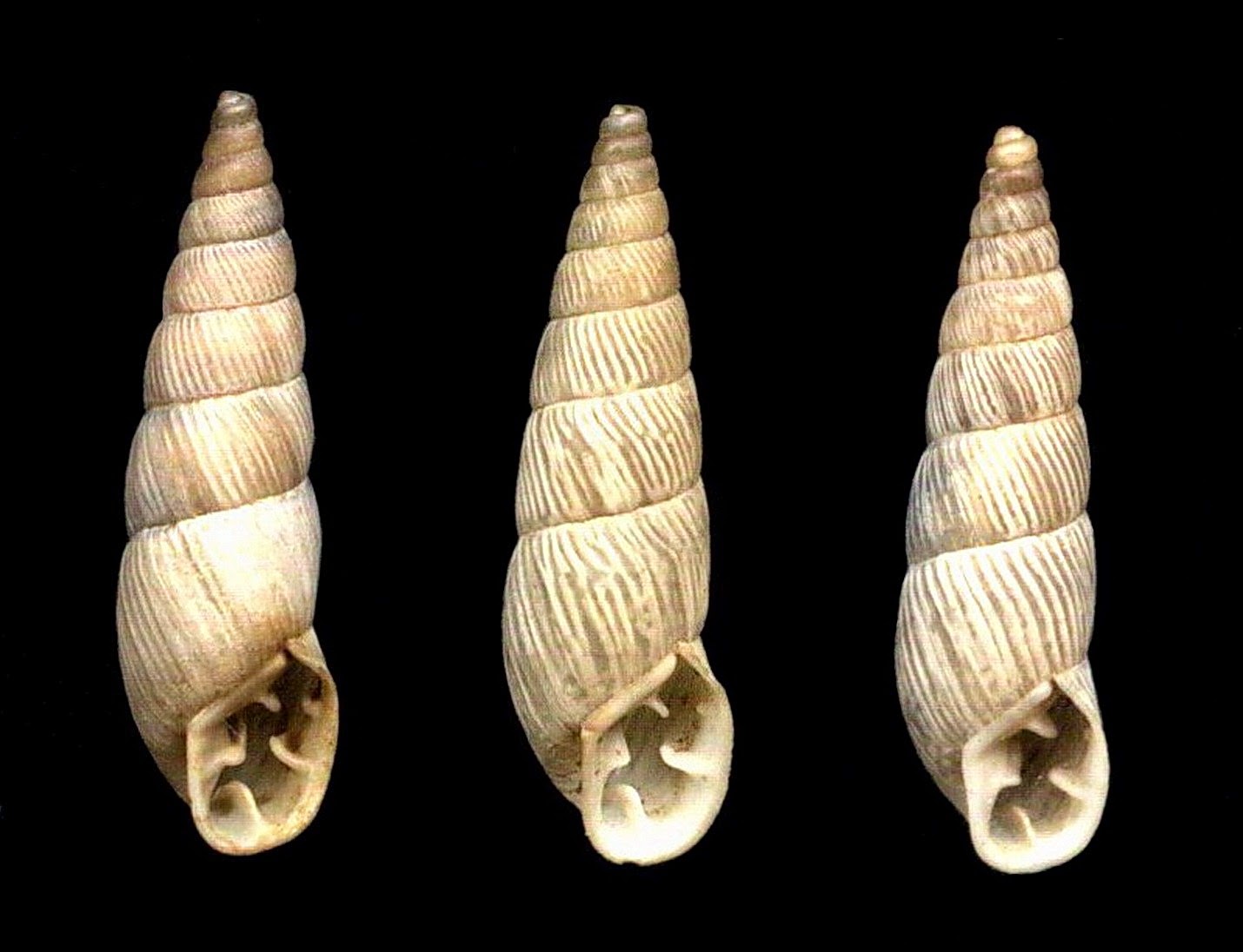 Moluscos terrestres de Argentina: Spixia popana (Doering, 1877)