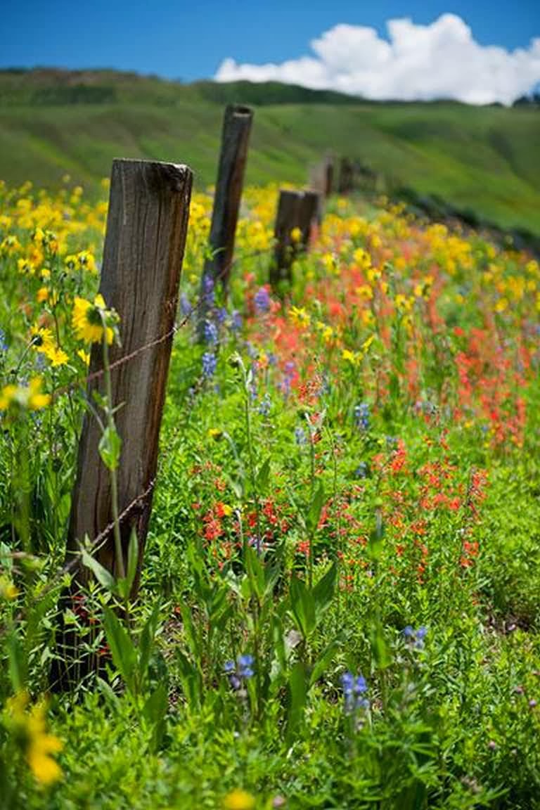 The Nicest Pictures: Wild flowers