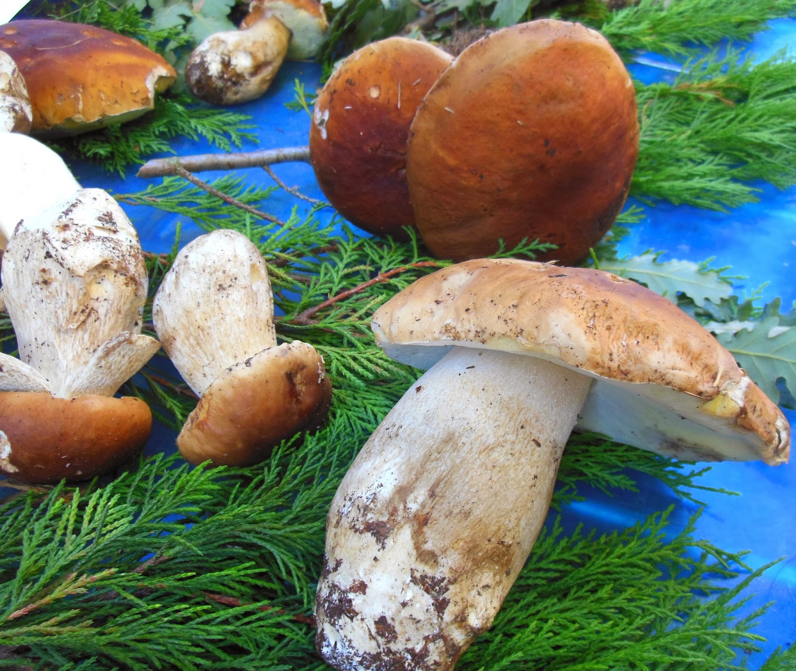 Cuisine de Provence: Ceps, glorious Ceps!