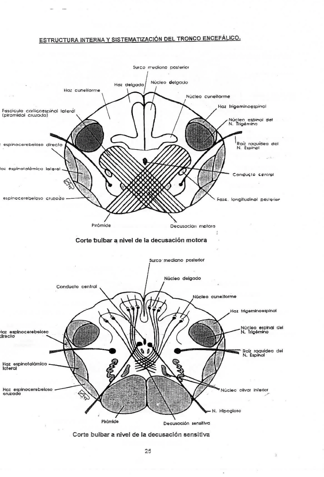 Estudiante de medicina : Apunte de neuroanatomia de Forlizzi Pro