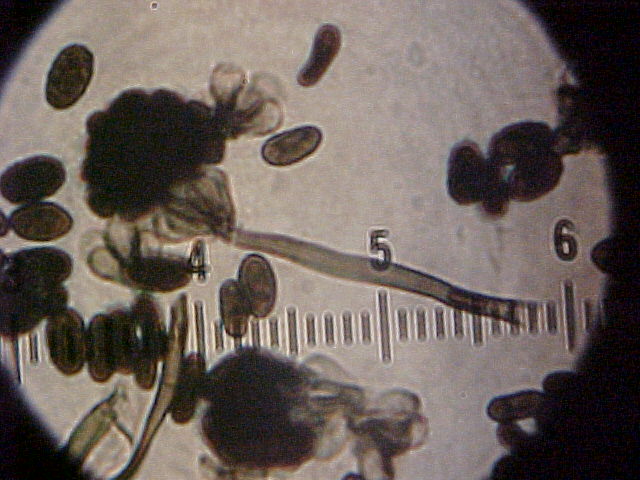 Sustainable Mycology: Stachybotrys spp.