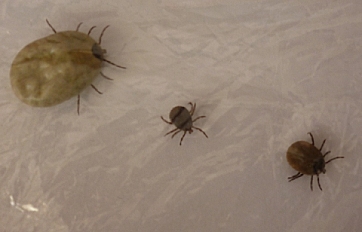 Simpleliving: Three Ticks From A Bobtail In Our Yard.