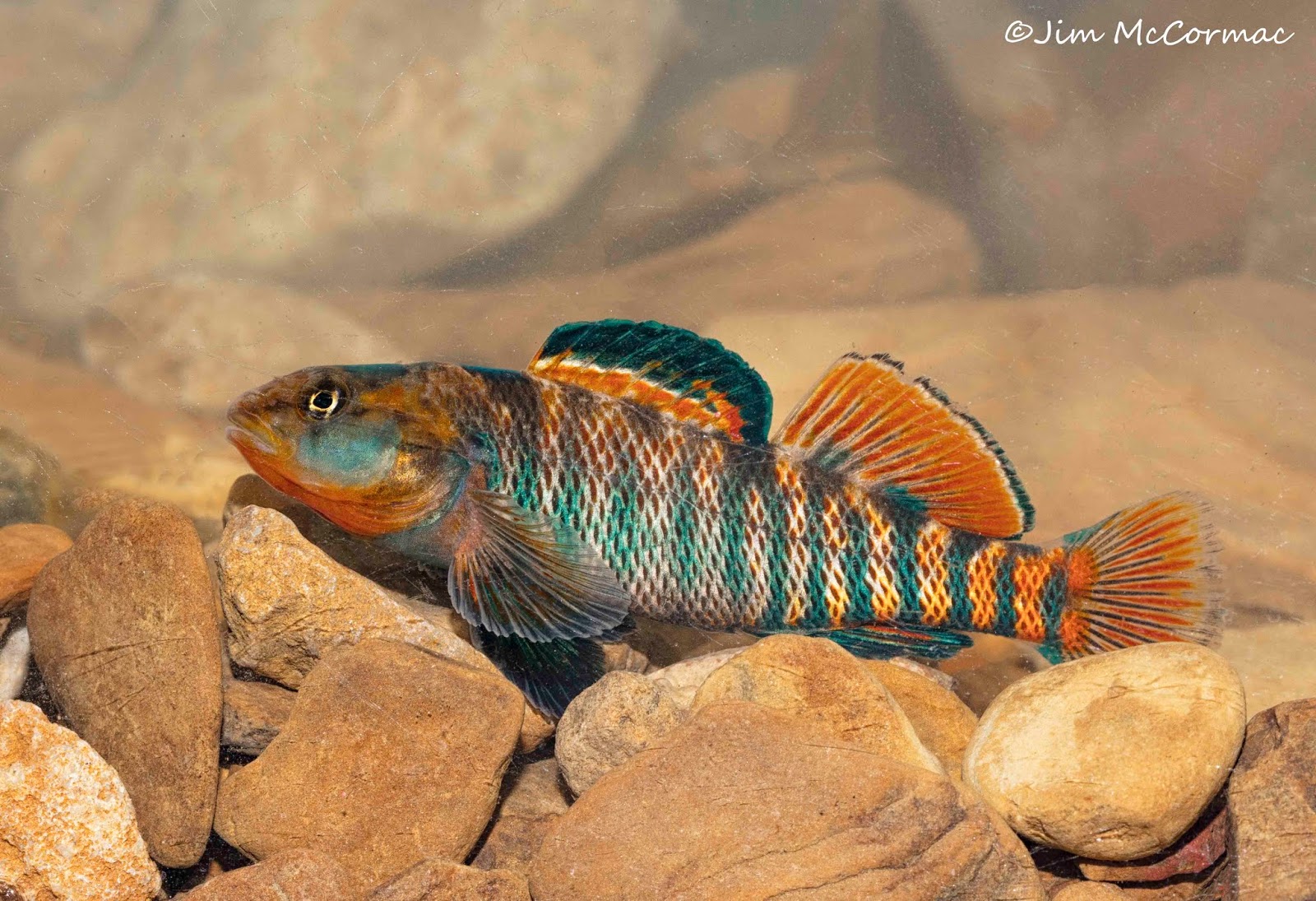 Ohio Birds and Biodiversity: Rosyside Dace, in nuptial colors