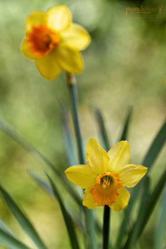 El cazador de Momentos: El Mito de Narciso