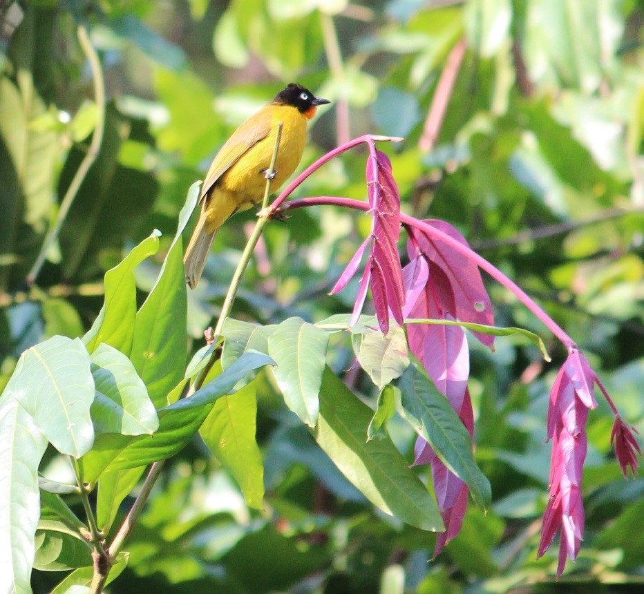 Live Experience : Another Expedition in the Gerry Martin Wildlife ...