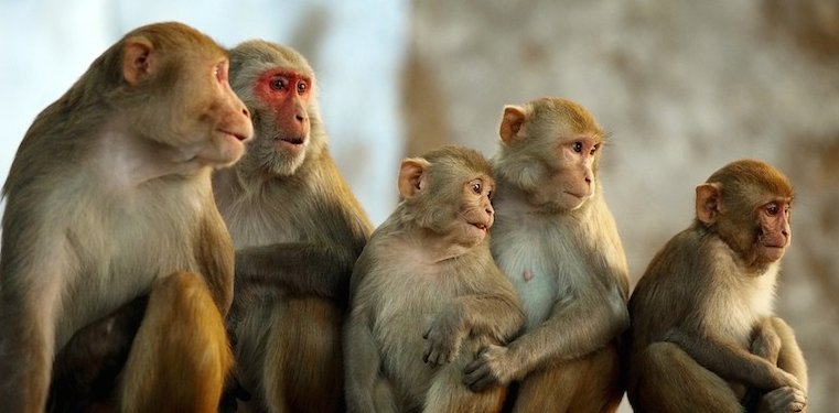 El huracán María devastó la Isla de los Monos en Puerto Rico ~ a
