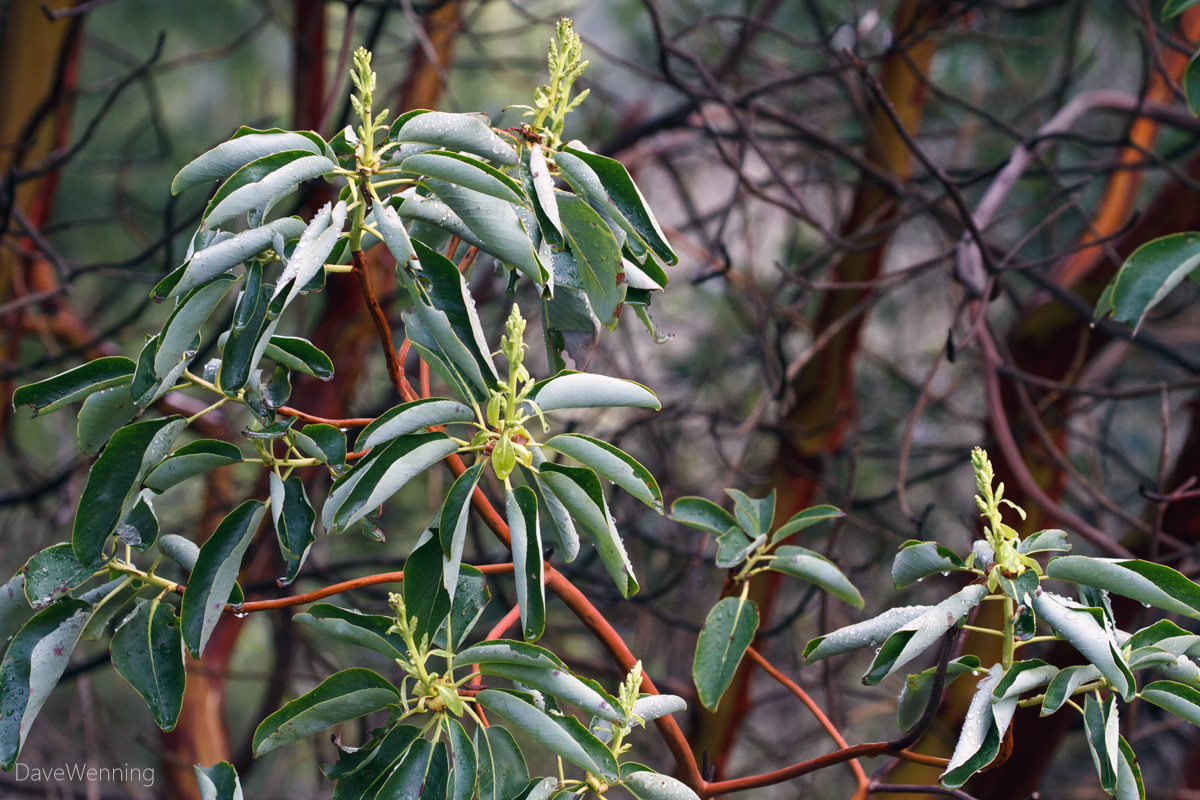 Kiket Island Closeups