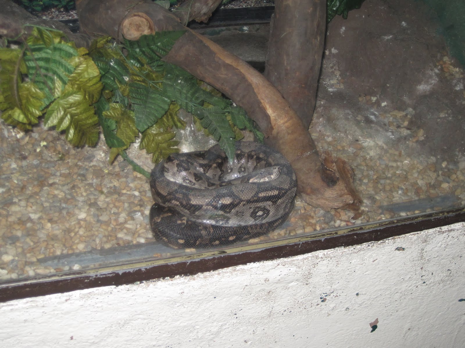 visita al zoologico: MAZACUATA