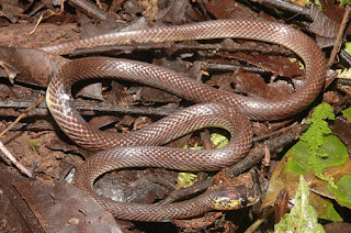 Ular Asli Indonesia: Colubridae