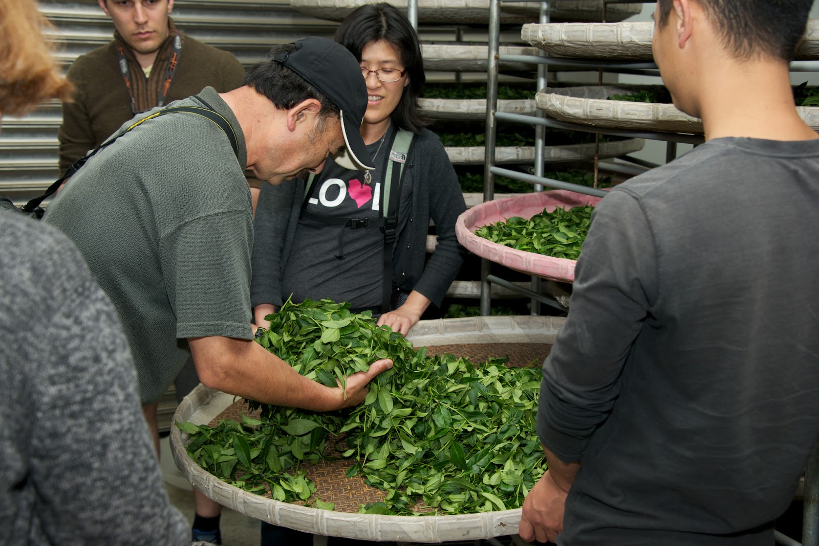 Floating Leaves Tea: Taiwan Tea Tour, Alishan Tea Processing - Part I
