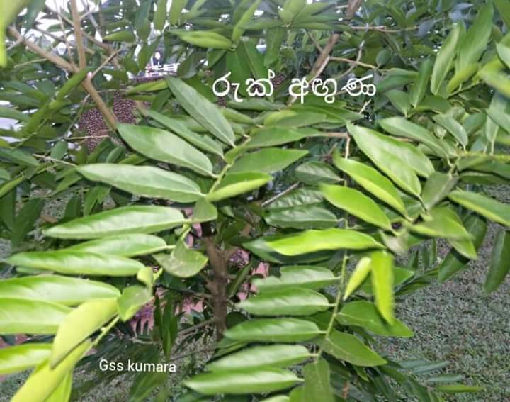 බෙහෙත් පැලෑටි/ඖෂධ පැල (Ayurvedha plant) ~ Sandy Foods | Sri Lanka