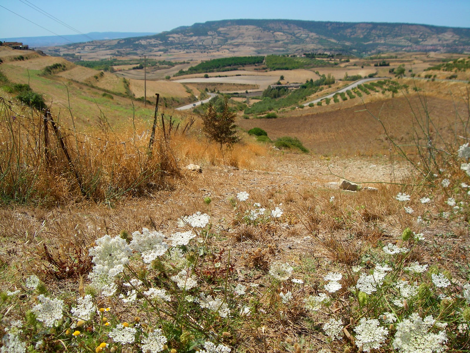 le idee: A Nurri c'è un vignaiolo sulla terra