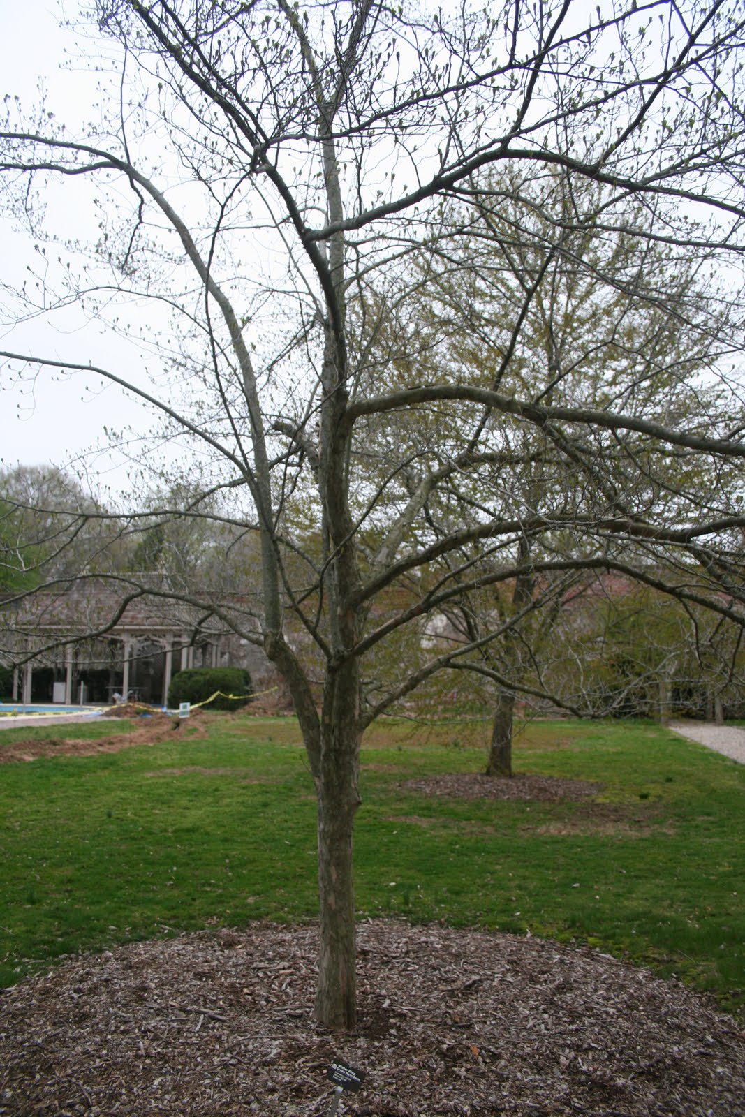 Field Journal for Trees in the City Course: Tree 13: Winter King Green ...