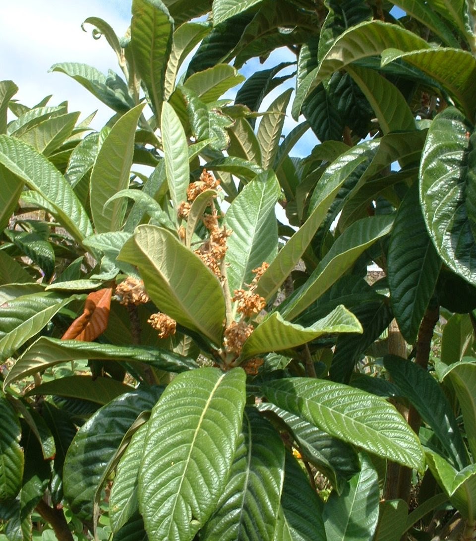 Oleander: Japanische Mispel (Eriobotrya japonica) von der Jungpflanze ...