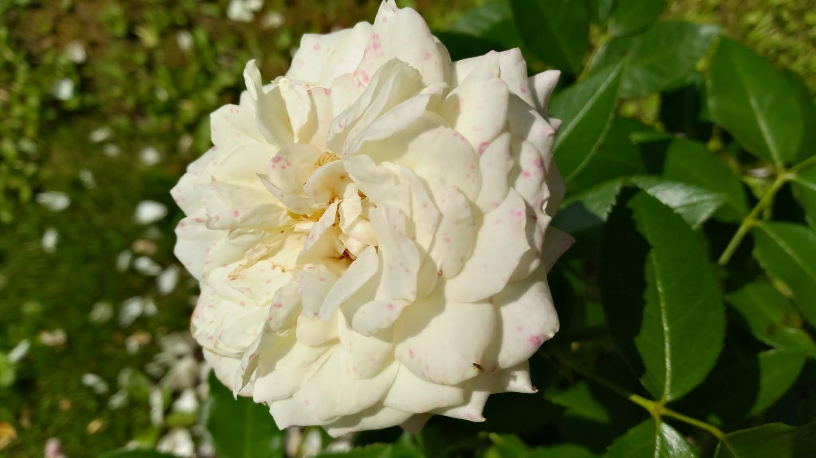 Ranczo Elma: Róża (Rosa) Alabaster