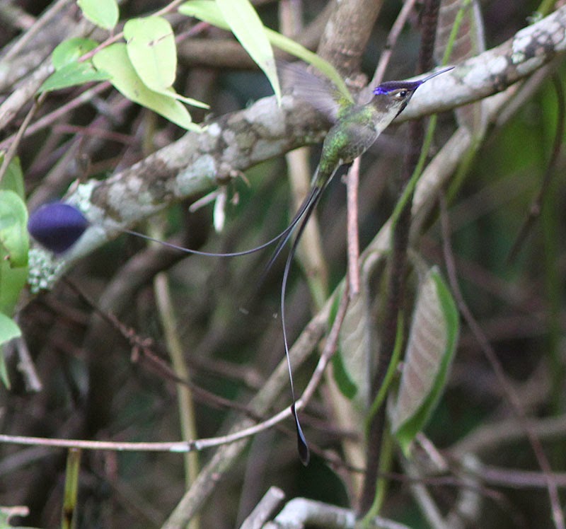 Birdernaturalist: Northern Peru Hummingbirds #4