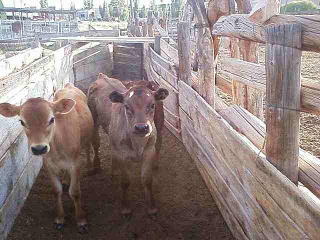 A Farm Girls Musings: Bummer Lambs