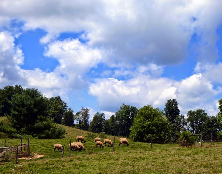 Homestead Hill Farm: Sunday Walkabout 7-27