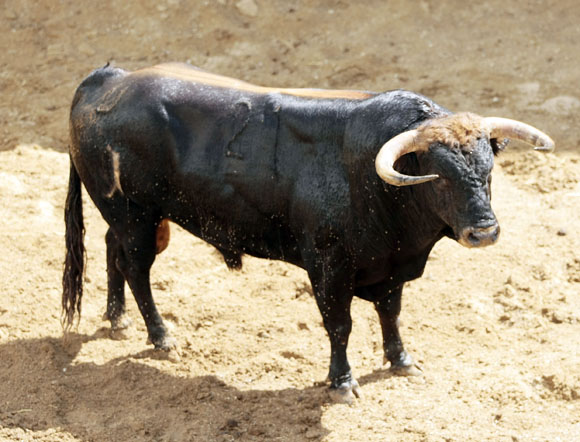 The Breeding-back Blog: Some aurochs-like Fighting bulls