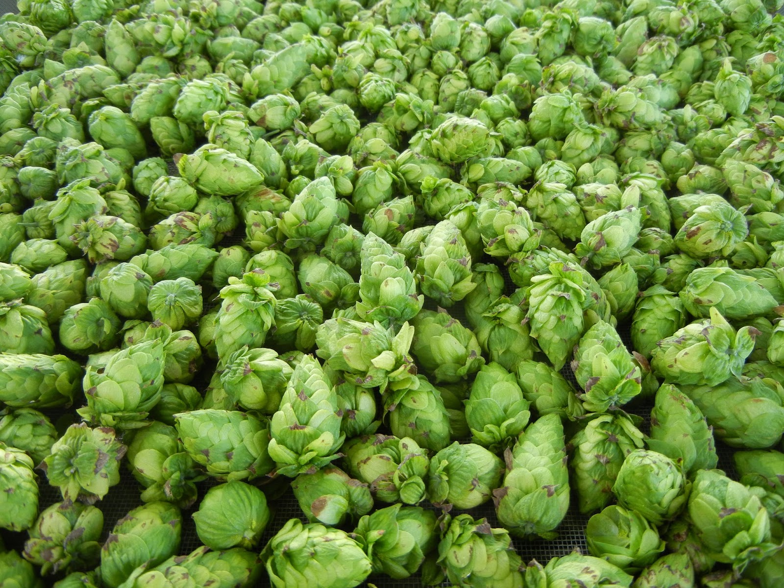 Confessions of ignorance: hops