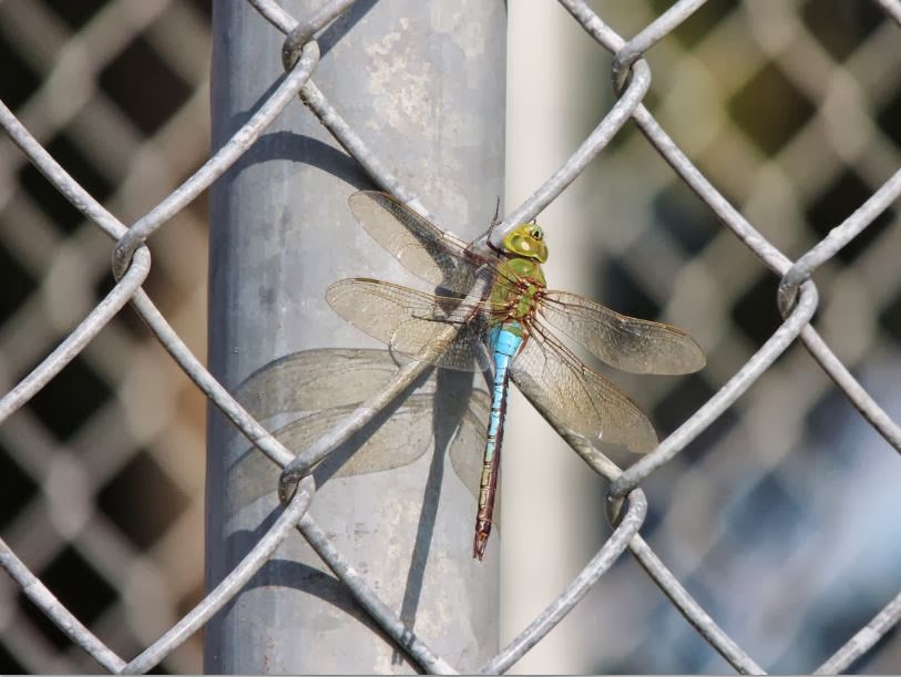 H-Town-West Photo Blog: Dragonflies come in many colors - Houston area ...