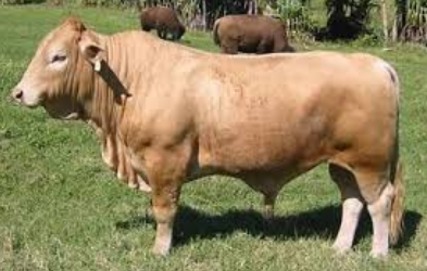 JENIS SAPI YANG PERLU PETERNAK KETAHUI - BETERNAK DAN MENANAM