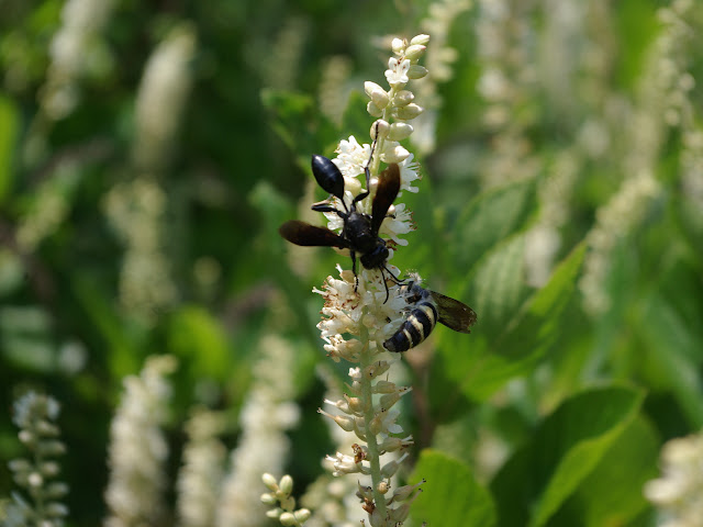 sweetbay: Last summer's garden