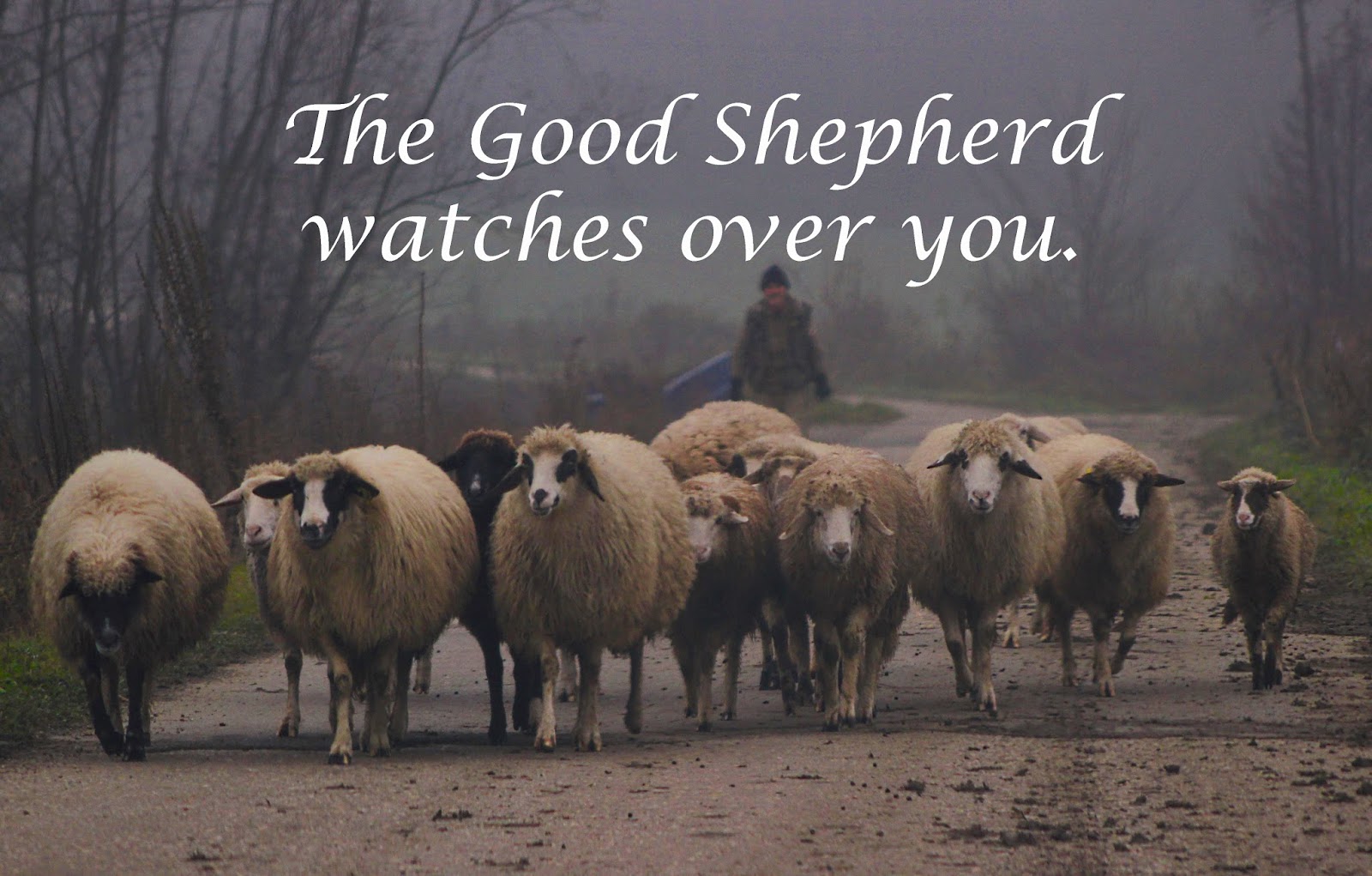 Live Life: Let Go And Let The Shepherd Lead!