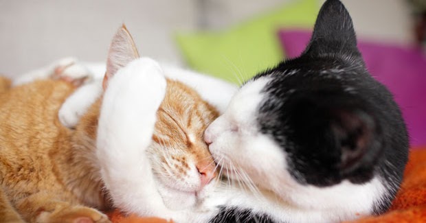 Photo de chat: Bisous d'amour entre deux chat, l'un de couleur rousse ...