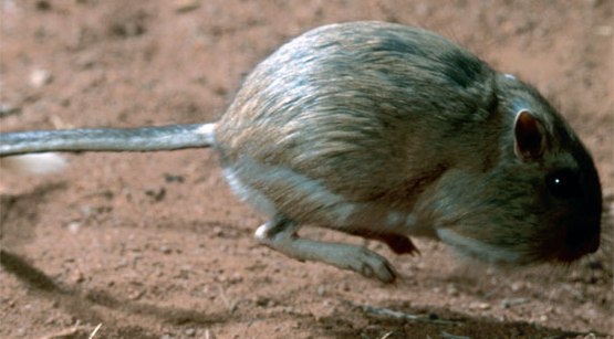 ANIMALES EXTRAÑOS Y CURIOSIDADES ANIMALES: RATA CANGURO (DYPODOMIS DESERTI)